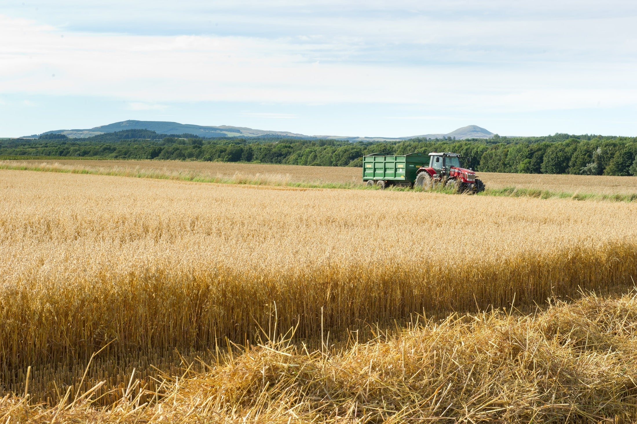 How Oats Are Made: Unveiling the Healthy Process in 5 Steps – Sattvic Foods