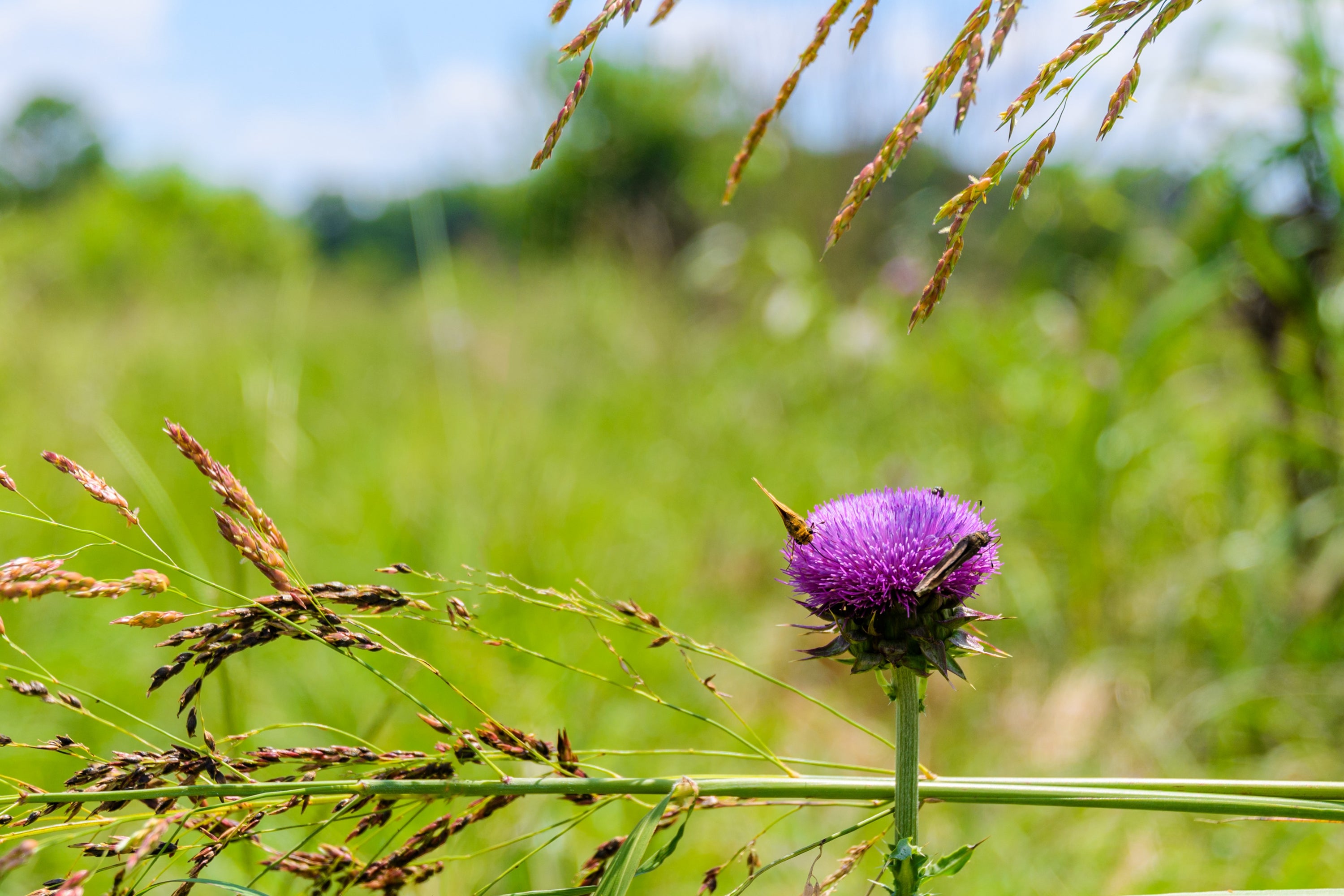 How to Make Milk Thistle Tea: Simple and Healthy Recipe – Sattvic Foods